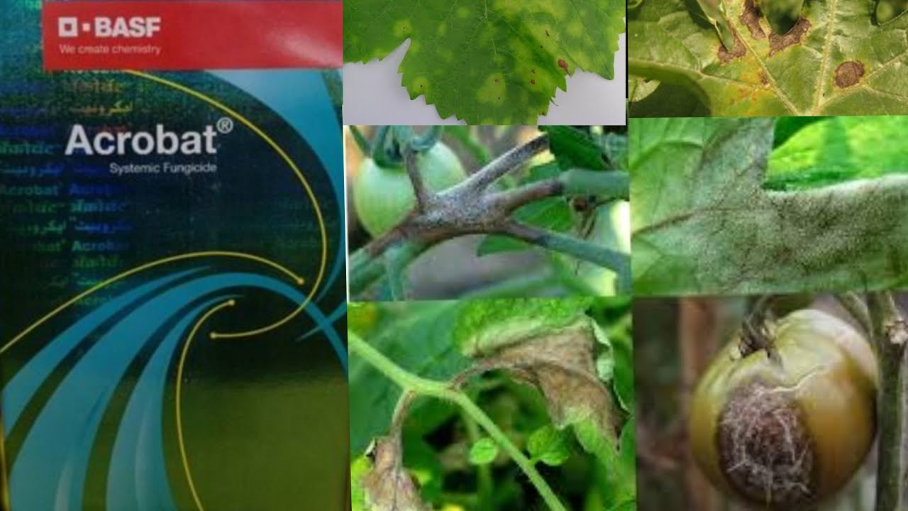 Acrobat / basf Acrobat / Acrobat basf / Basf Acrobat fungicide - YouTube