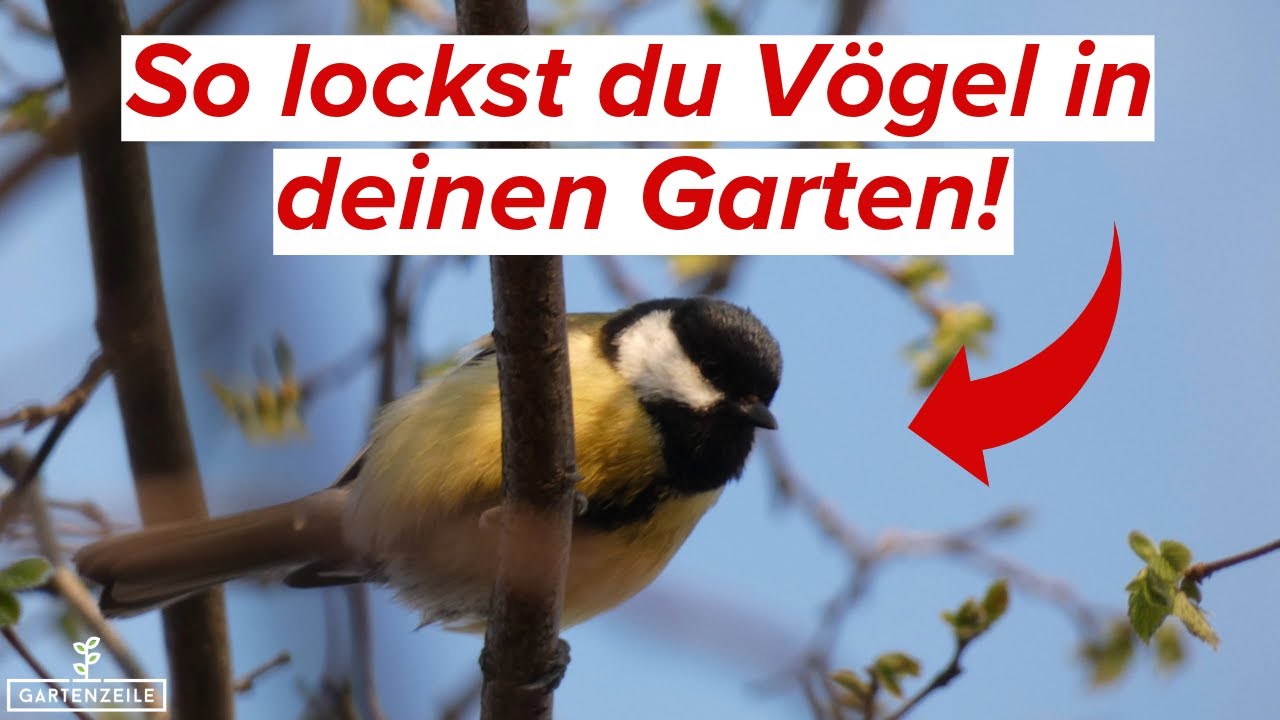 So lockst du Vögel in deinen Garten [Schritt für Schritt zu vielen ...