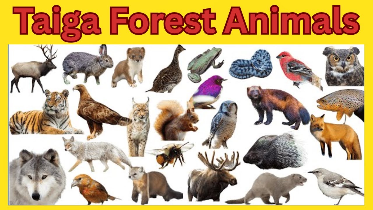 Meet the Most Incredible Taiga Animals! 🦉🐾 | Fun Learning for Kids ...