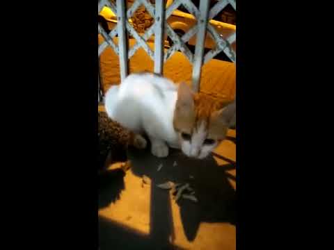 Kirpi Ve Kedi Kapışması :)