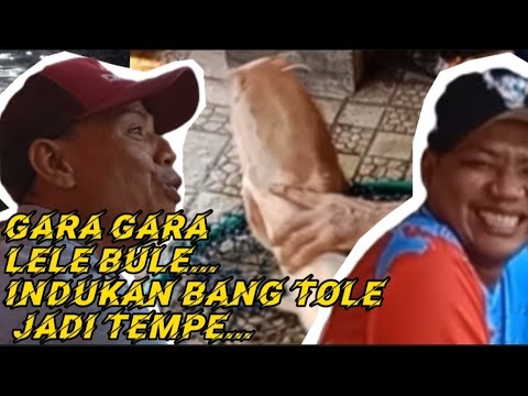 Gara Gara Lele bule.... Induk bang tole jadi tempe... #akiceppy # ...