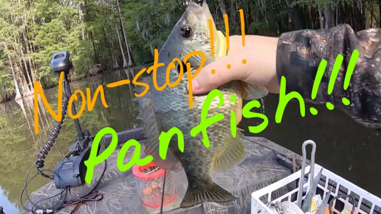 Santee Cooper Bluegill and Shellcracker using crickets #panfish # ...