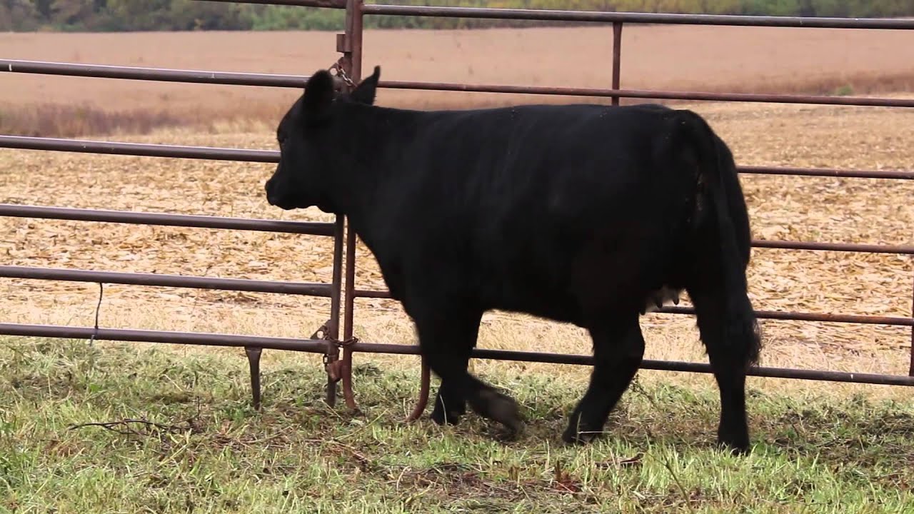 Cowger 500 - YouTube