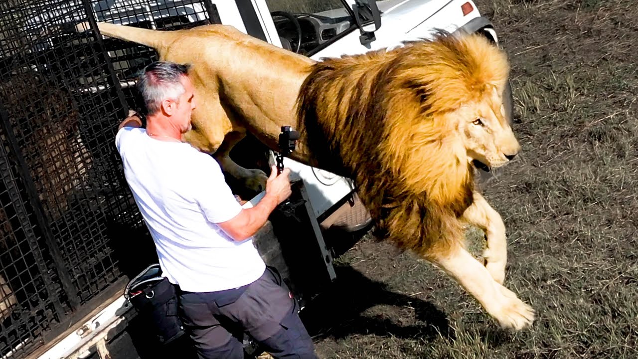 Rescued LION BROTHERS' Unique Bond with Kevin Richardson | The Lion ...