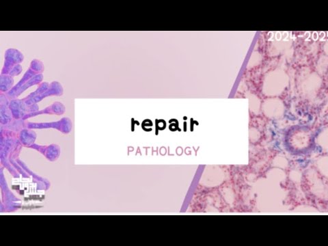Repair , Pathology , Lec 5 - YouTube