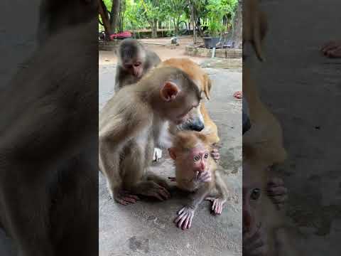 Friendly mate dog vs monkey