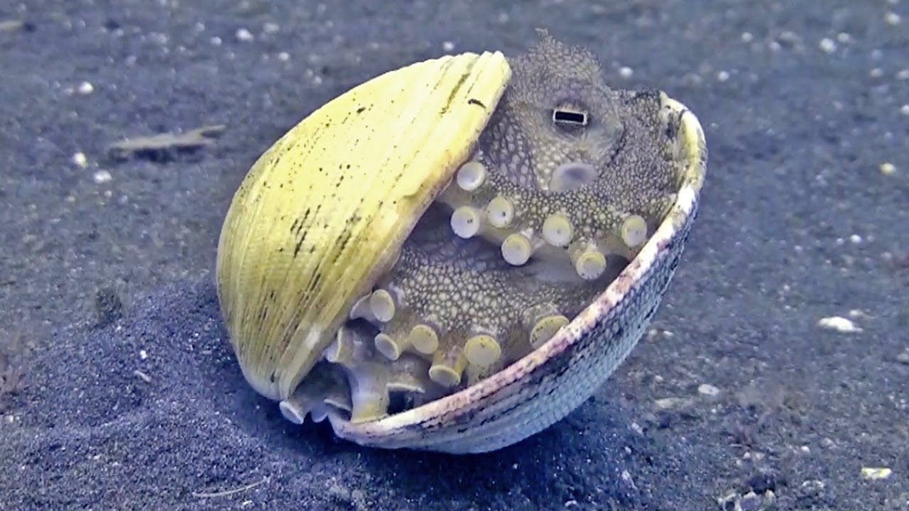 Adorable Baby Octopus Hides Inside Seashell - YouTube