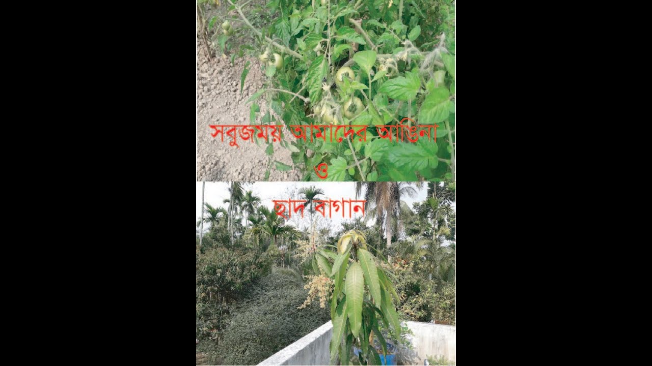 Shabujmoy Sad Bagan-সবুজময় আমাদের আঙিনা ও ছাদবাগান - YouTube