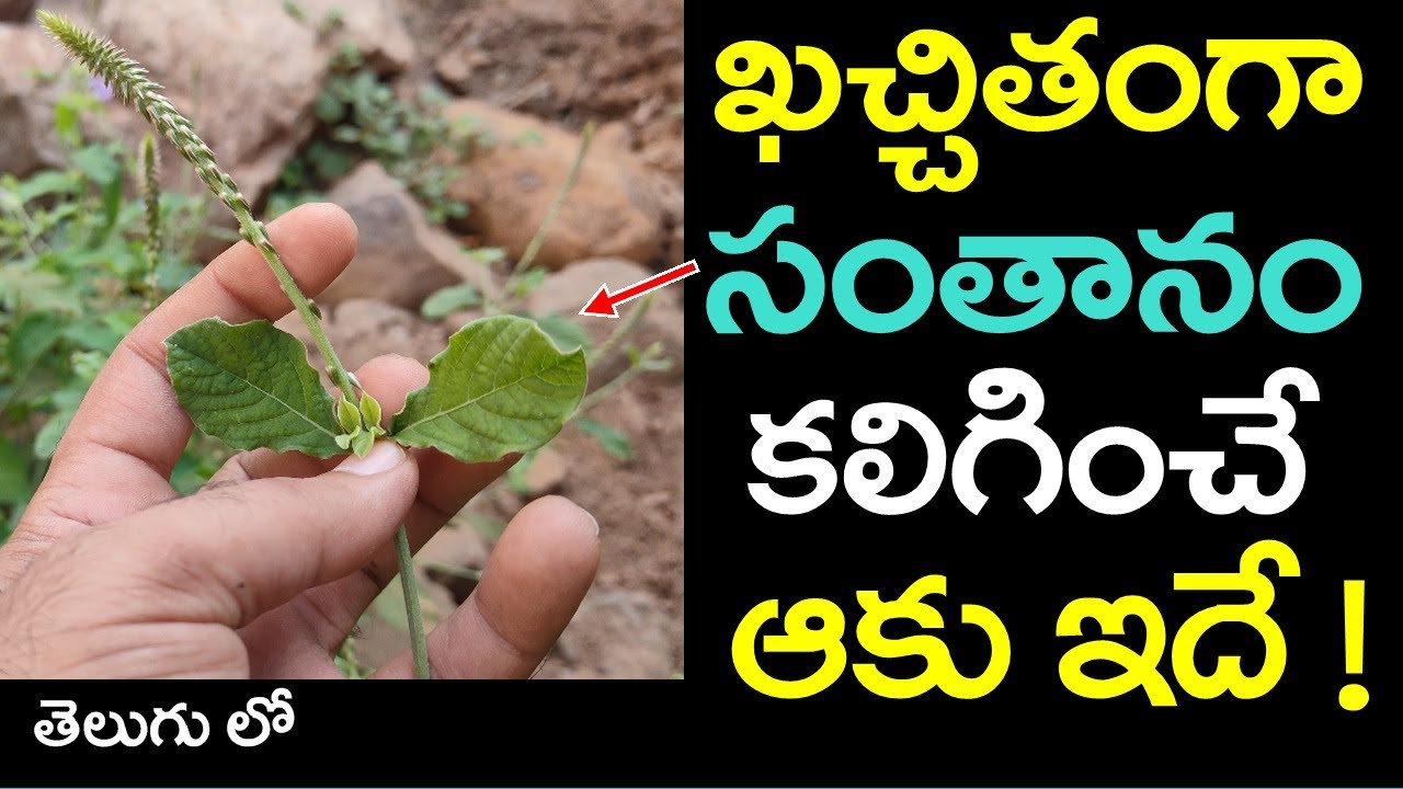 ఖచ్చితంగాసంతానంకలిగించే ఆకు ఇదే ! | Uttareni Chettu (Achyranthes Aspera ...