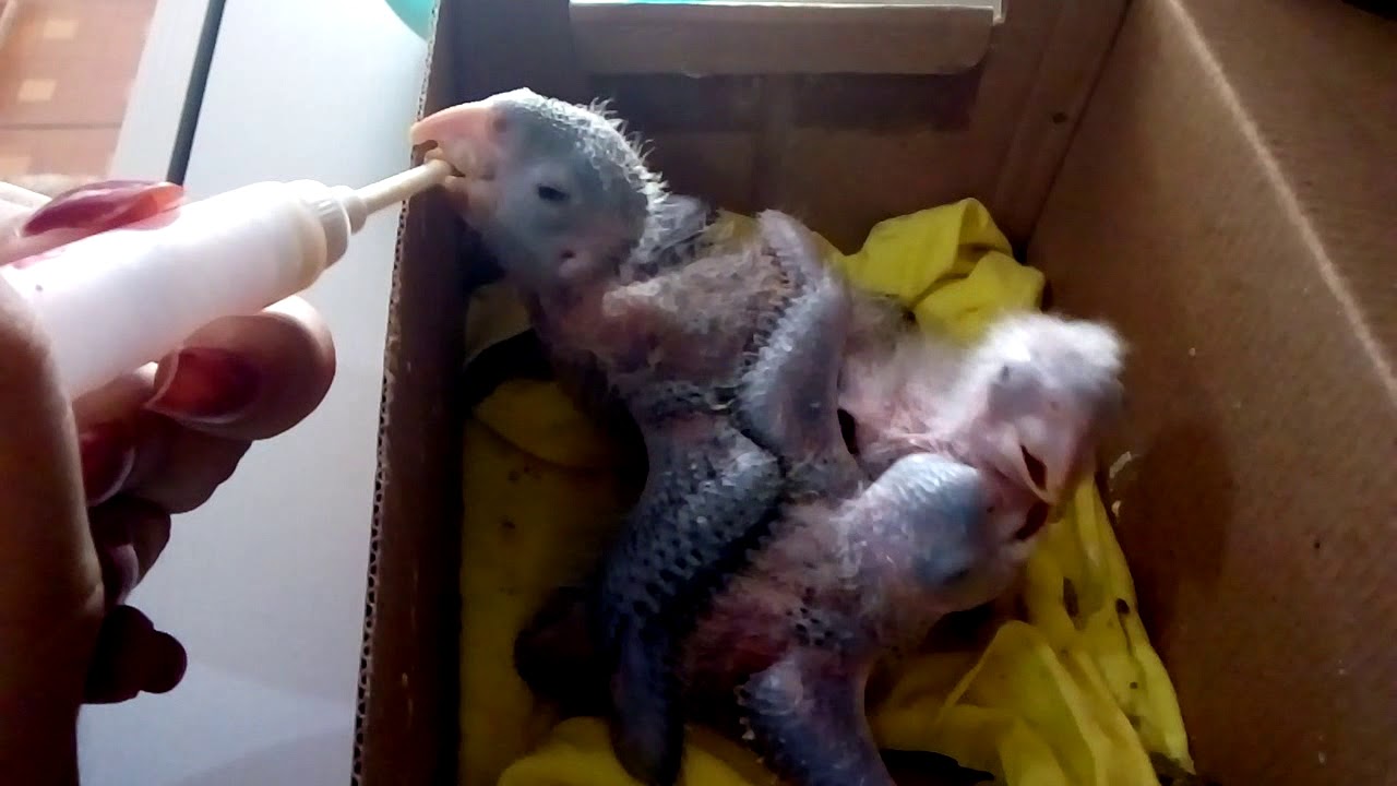 ALIMENTANDO FILHOTES DE MARITACA - YouTube