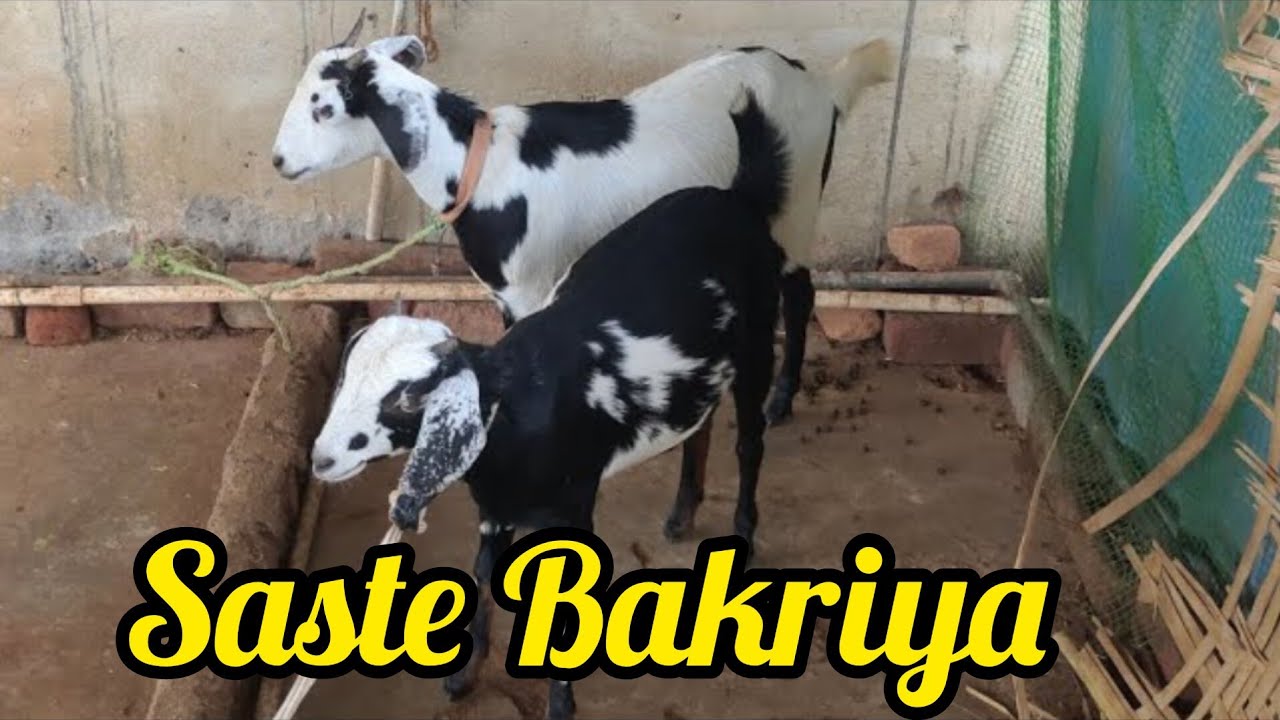 Saste bakriya in Hyderabad chandrayangutta MIM office | hyderabadi ...
