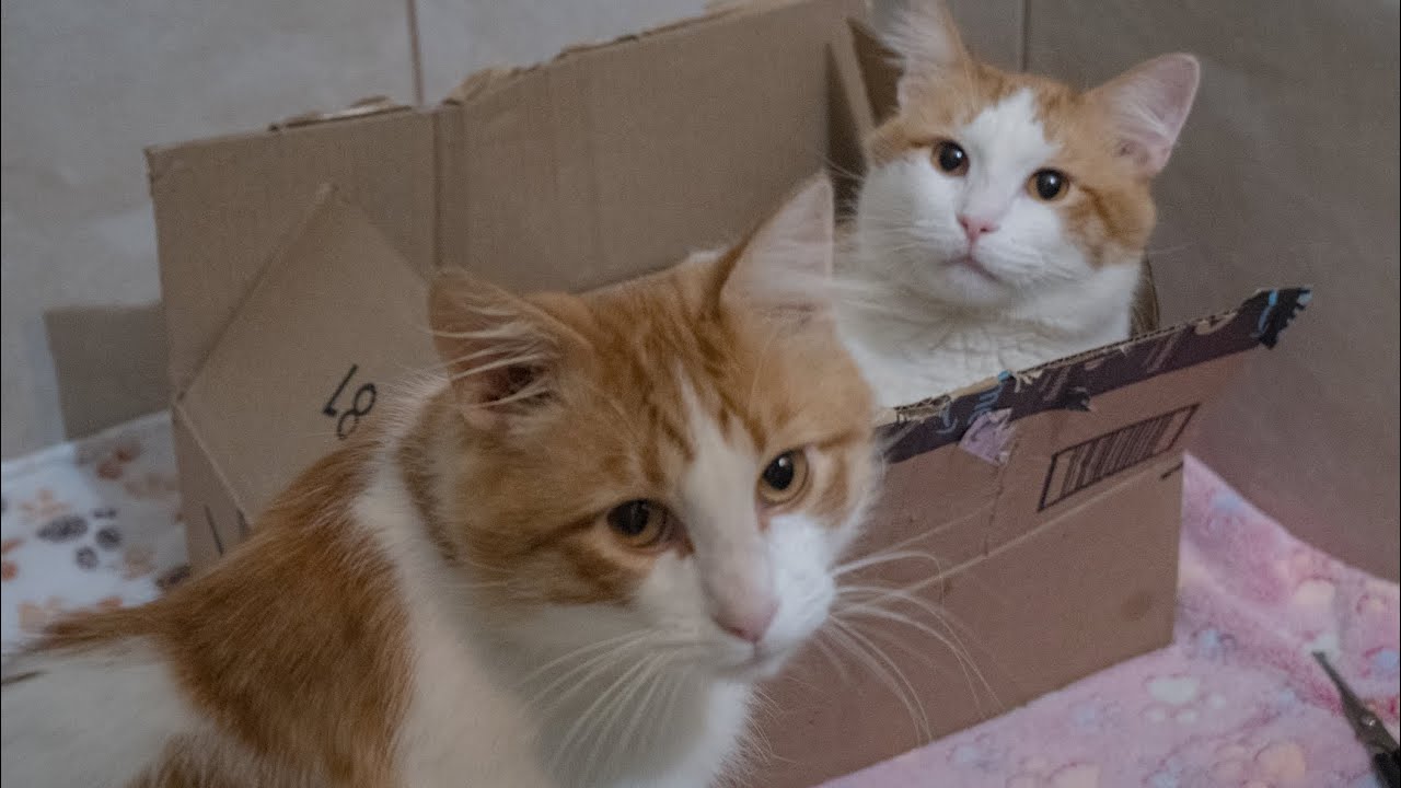 Spoingus & Bingus Open Long Awaited Package - YouTube