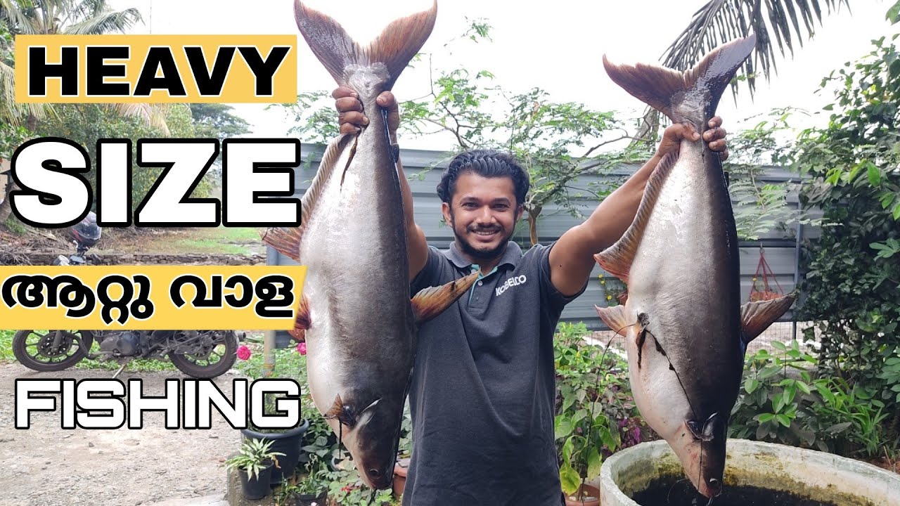 കായലിലെ ഭീകരൻ വാളകളേ പിടിച്ചു | Heavy Size Aatu Vaala Fishing - YouTube