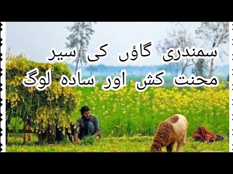 Pakistan Village Tour Samundri-Life Style Of Village Community || Faiza ...