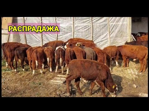 PULI ARZON SIFATI GEREFORDLAR KELDI SHOSHILING