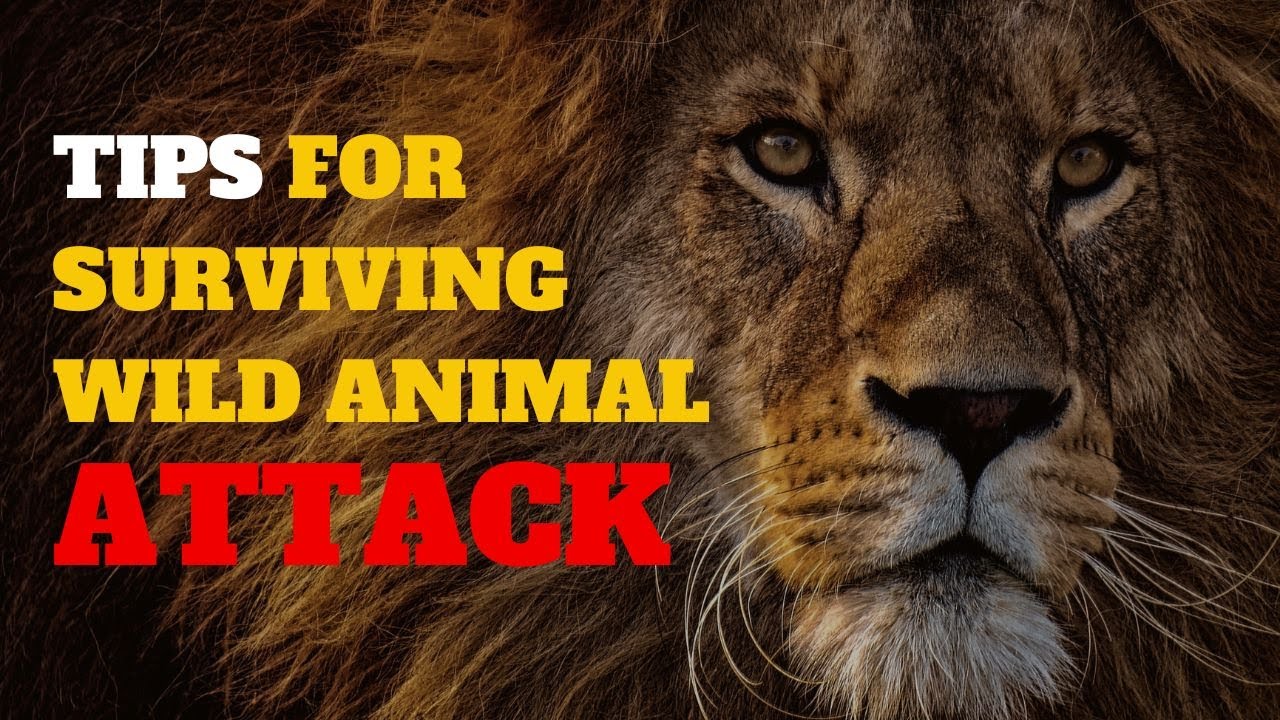 Tips on How to Survive Wild Animal Attacks - YouTube