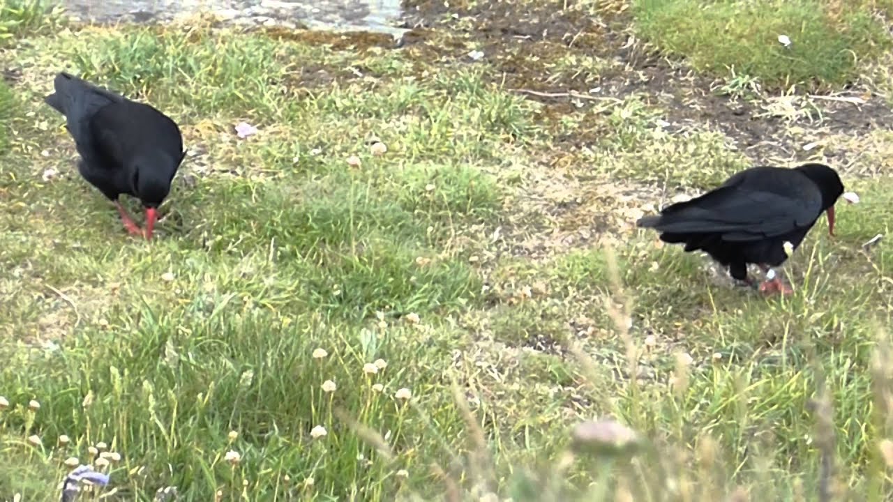 The Lizard Cornish Choughs - Foraging - 7 June 2015 - YouTube