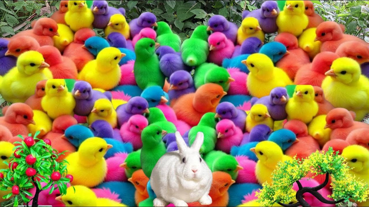 Ayam Lucu,Ayam pelangi Rainbow imut,ayam warna warni dan Bebek Lucu ...