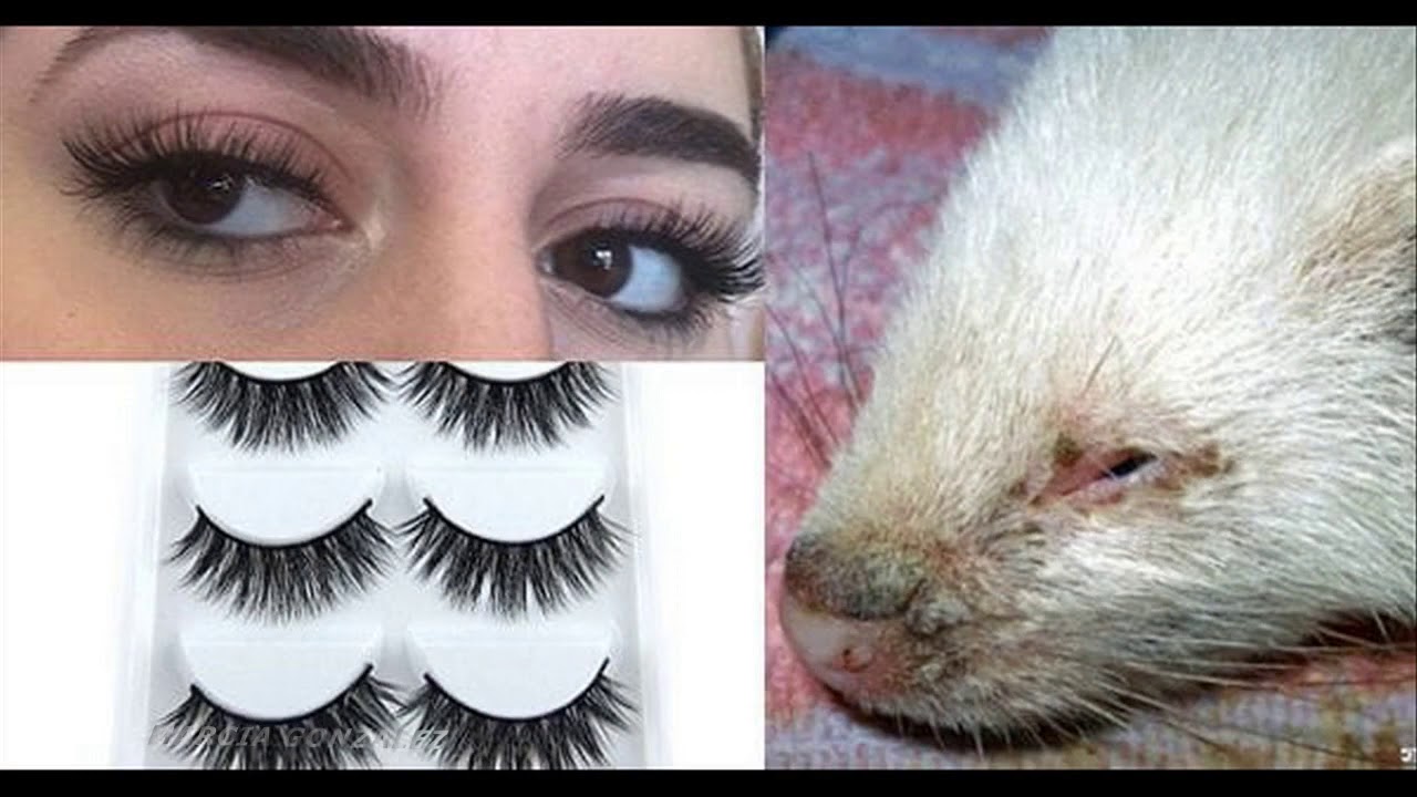 😢😒TESTEO🐶🦍🦝 ANIMAL🐭🐹🐇 - YouTube