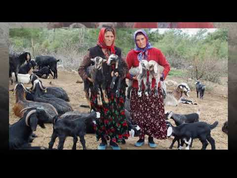 Abdullah Papur Bir Mektup Yolla Gelem