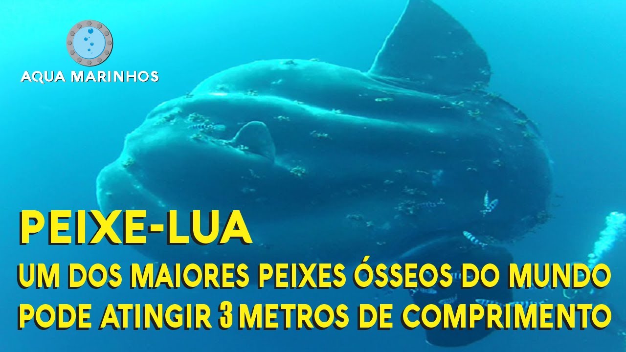 Peixe-Lua: Um Dos Maiores Peixes Ósseos Do Mundo - YouTube