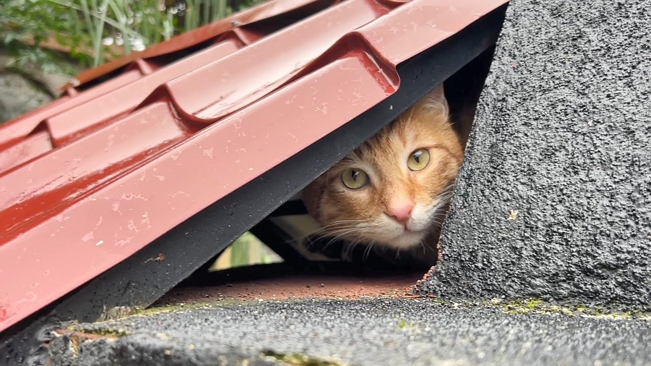 We Built A Roof For Our Own Cats But The Strays Loved It More !! - YouTube