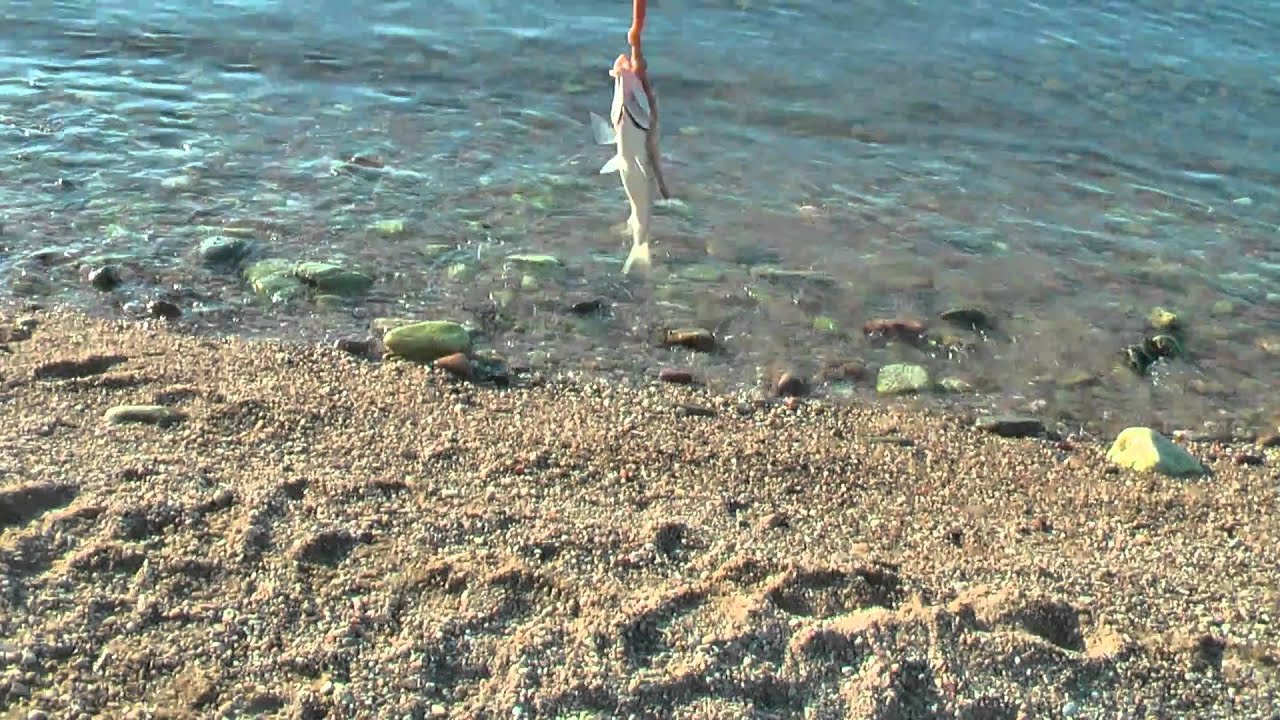 FISHING ΨΑΡΕΜΑ ΜΕΓΑΛΟ ΤΣΟΥΤΣΟΥΝΙ ΜΕΓΑΛΗ ΜΟΥΡΜΟΥΡΑ - YouTube
