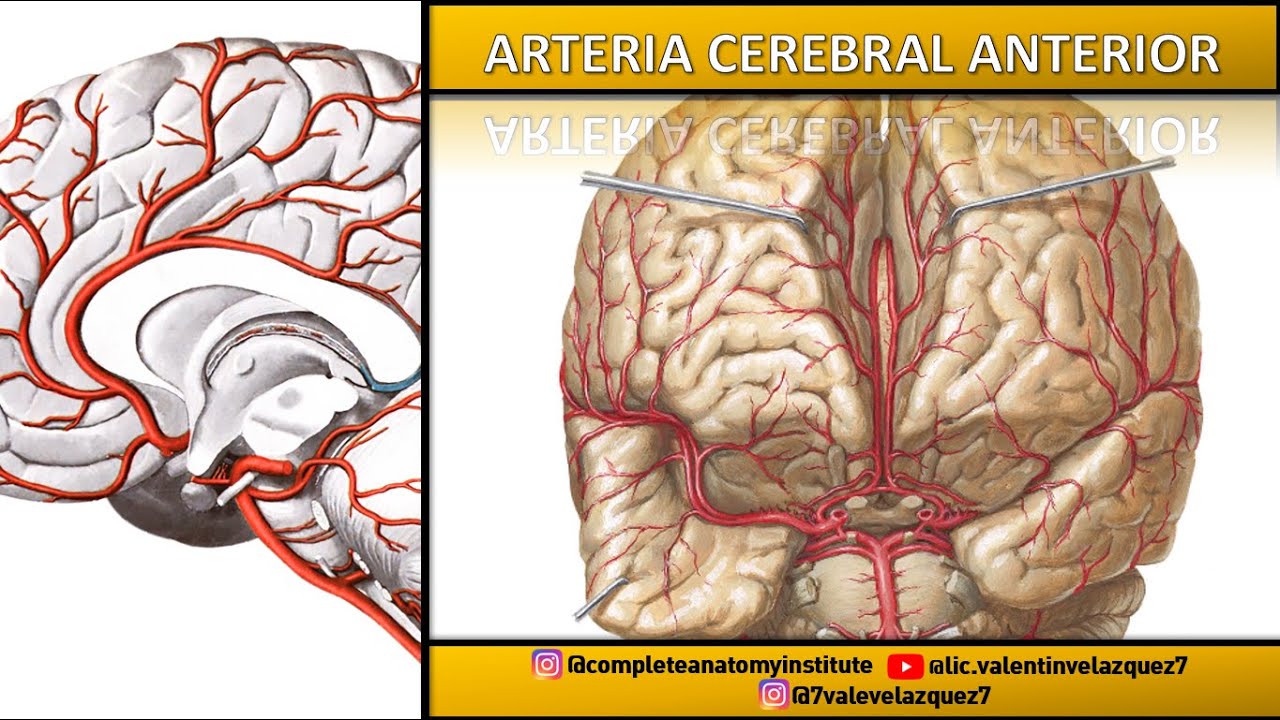 NEUROANATOMÍA | ARTERIA CEREBRAL ANTERIOR (Orígen, trayecto, relaciones ...