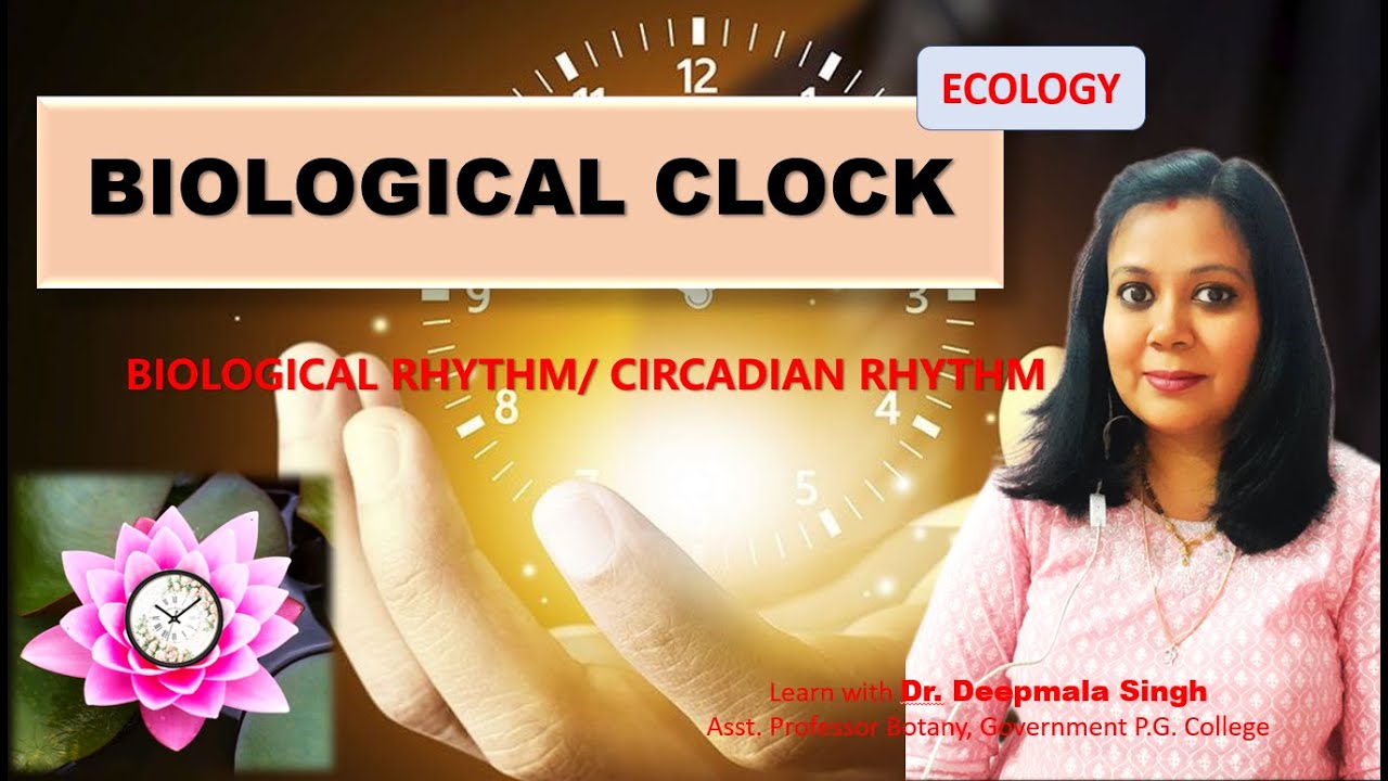 Biological Clock /Biological Rhythm//Circadian rhythm - YouTube