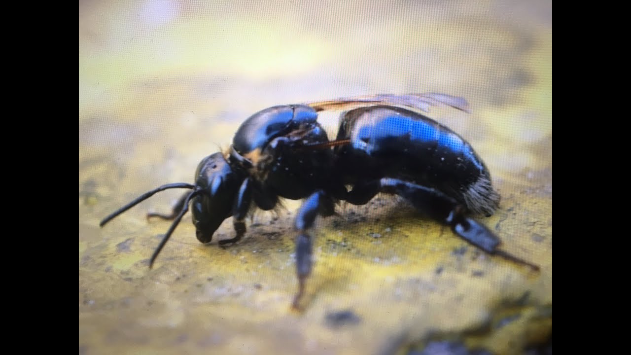 BROKEN BEE ( SMC Pentax-M Macro 50mm/4 ) - YouTube