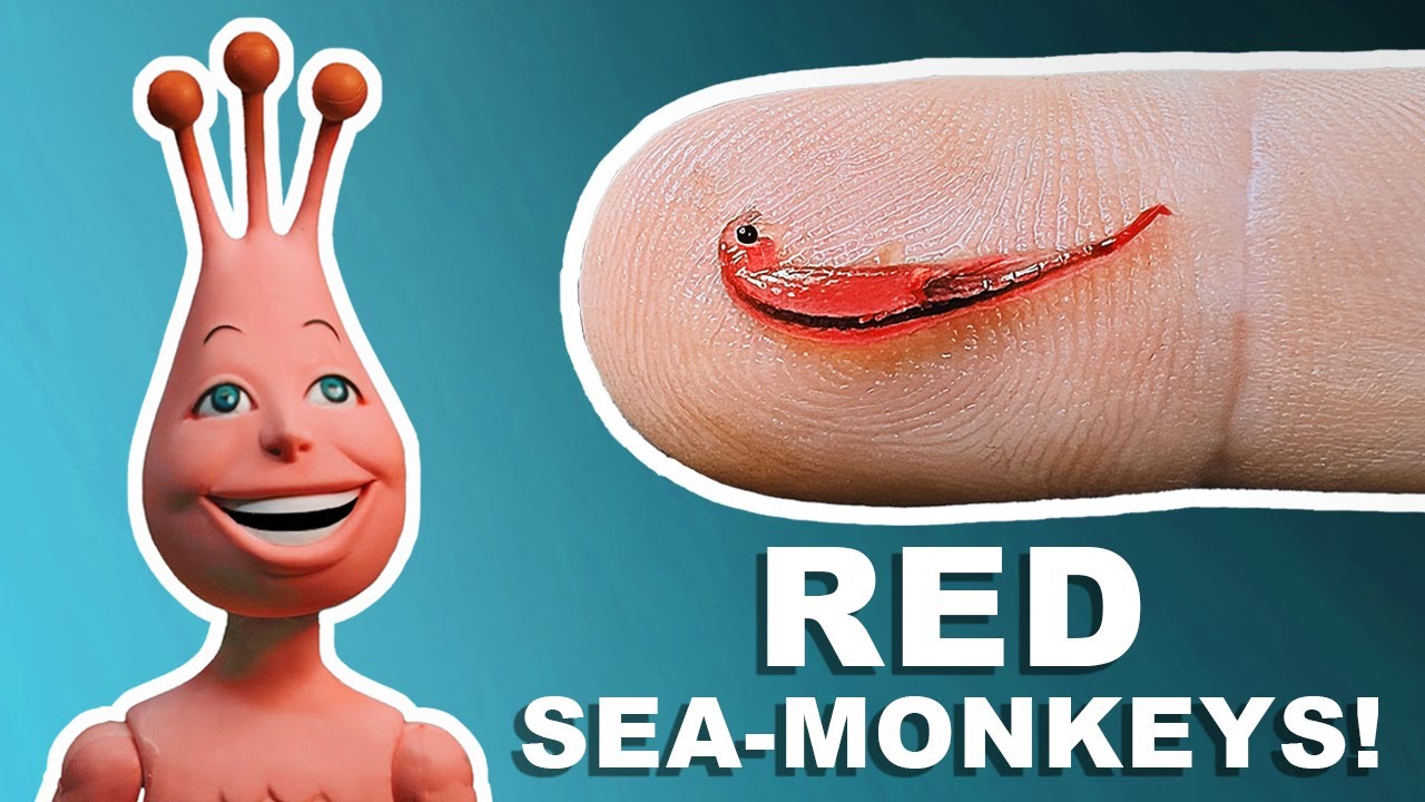RED SEA MONKEYS | How I changed the colour of my Brine Shrimp! - YouTube
