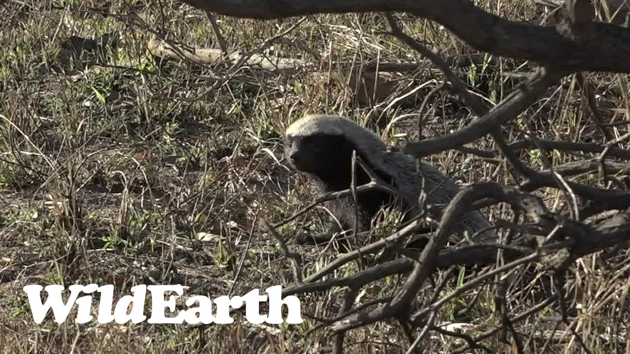 A good honey badger mummy! - YouTube