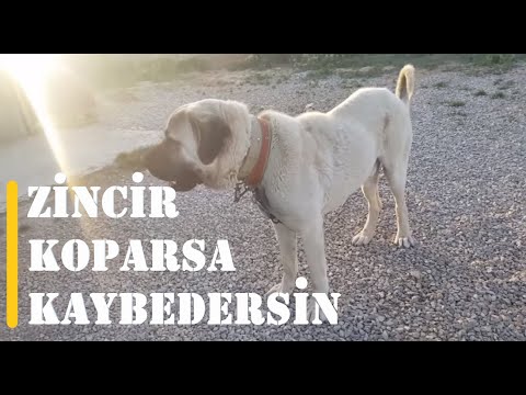 ABREK BİR DAHA ZİNCİRİ KOPARTIRSA HAYATI TEHLİKEYE GİRER. İŞTE SEBEBİ ! #kangal #köpek
