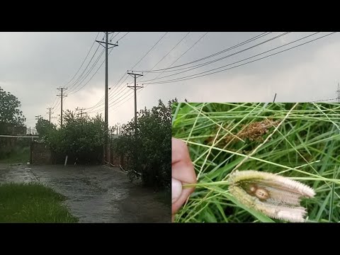 Explored Some Insects 🐝🐝🐝|| Aaj Phir Khoob Barish Hoi 🌧️🌧️ - YouTube
