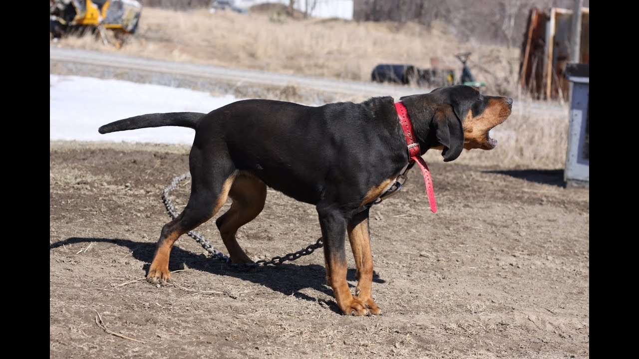 RIVER STYX JETT Black and Tan female Coonhound cross - YouTube