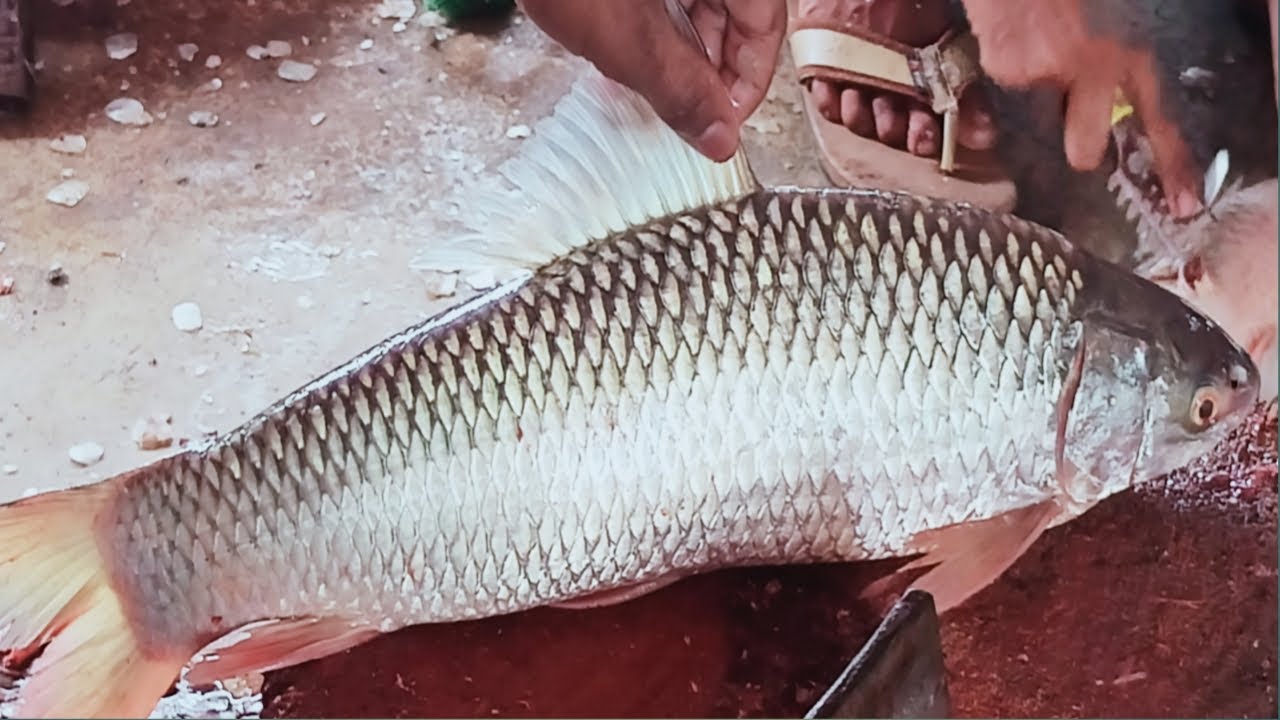 Fast Mrigal Fish Skinning & Chopping By Expert Fish Cutter | Fish ...