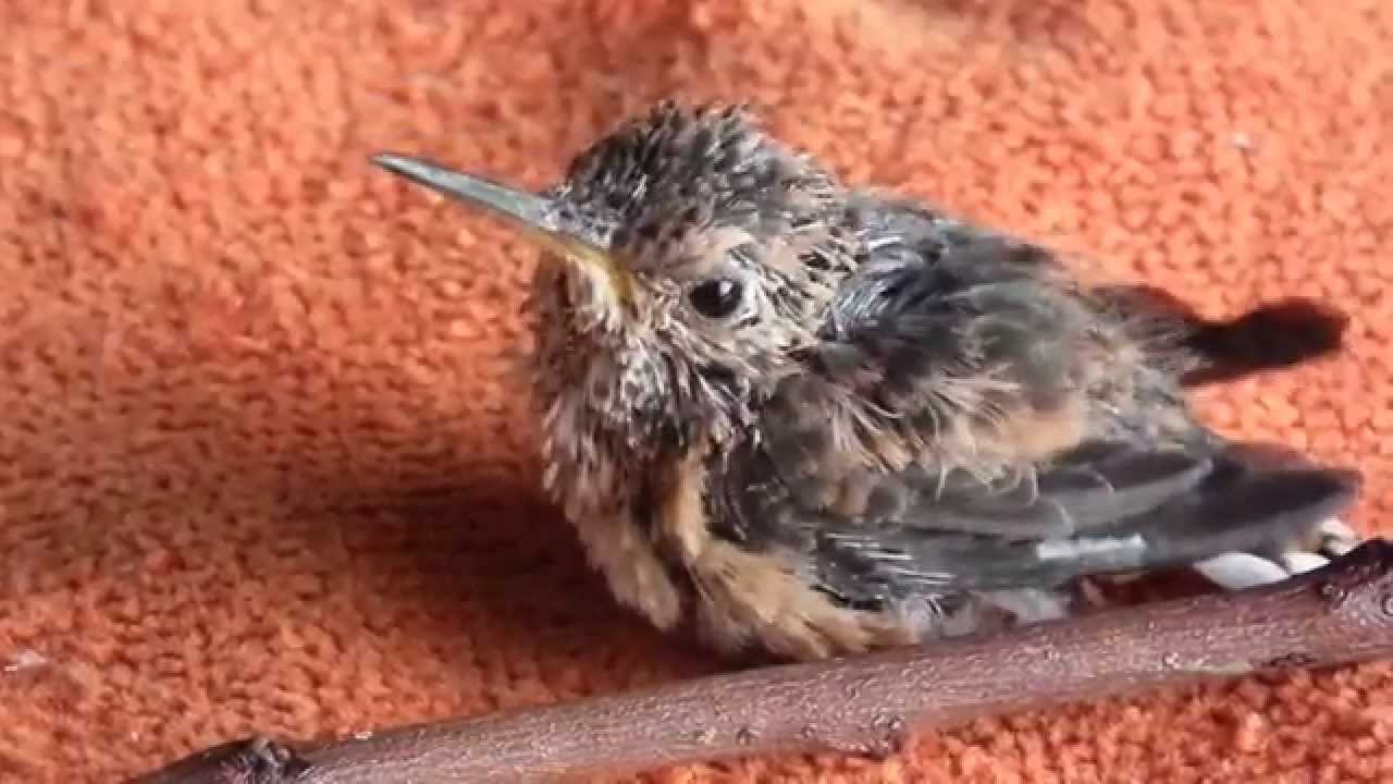 Allen's Hummingbird Almost Fledgling - YouTube
