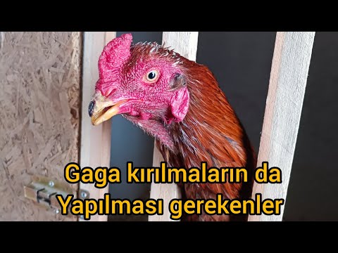 Gagası kırılan Hint horozu / Hint horozu gaga kırılmaların da yapılması gerekenler