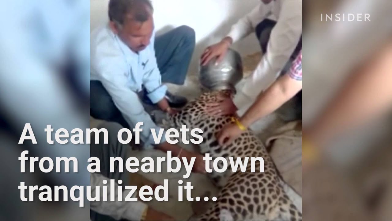 Leopard gets its head stuck in a bucket - YouTube