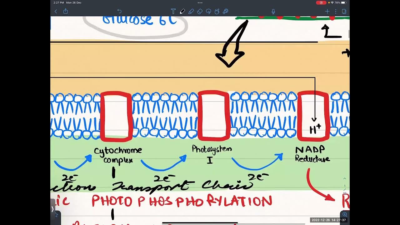 A2 Photosynthesis (9700 Biology New Syllabus) Complete Revision By Dr ...