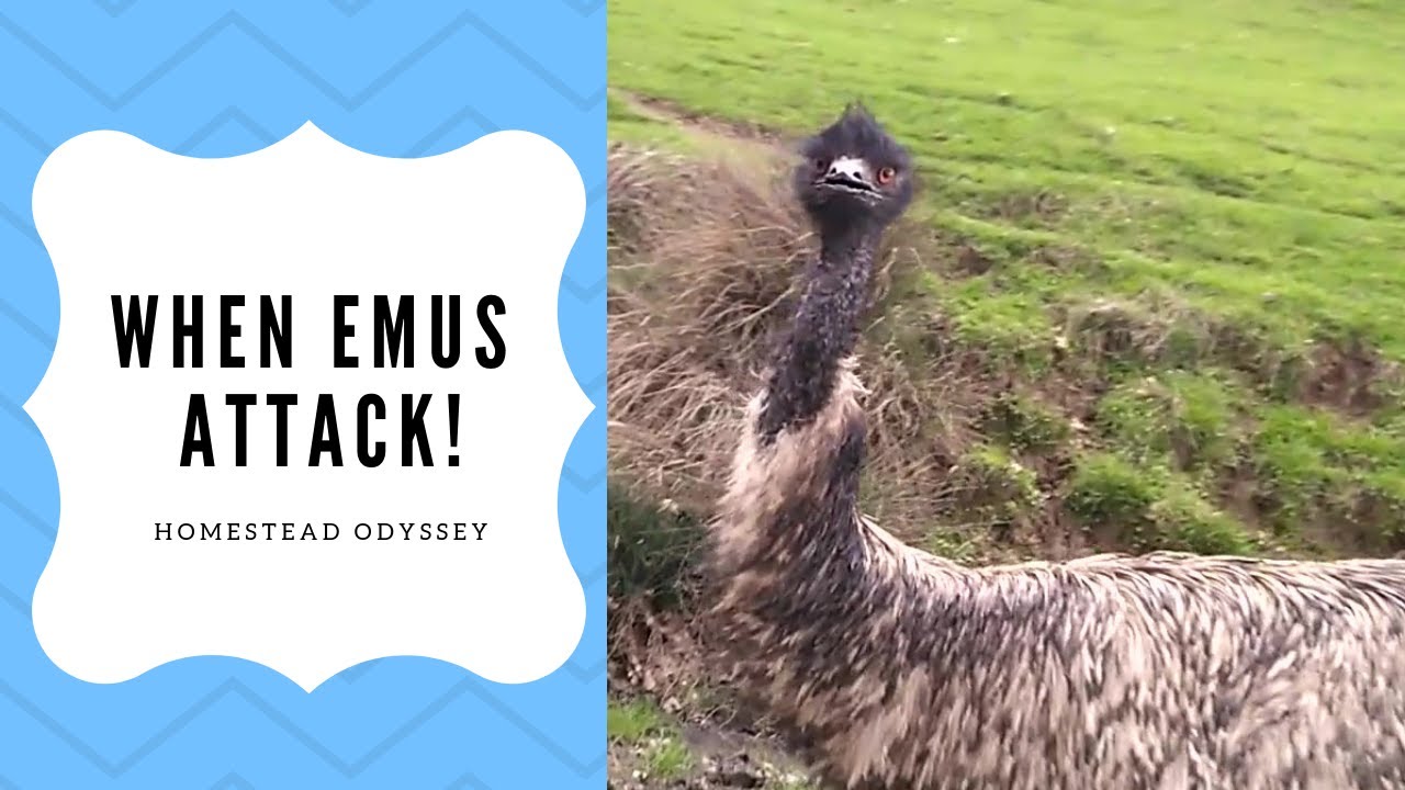 Feeding Animals At The Wildlife Safari - Emu Fun - Feeding Emus - YouTube