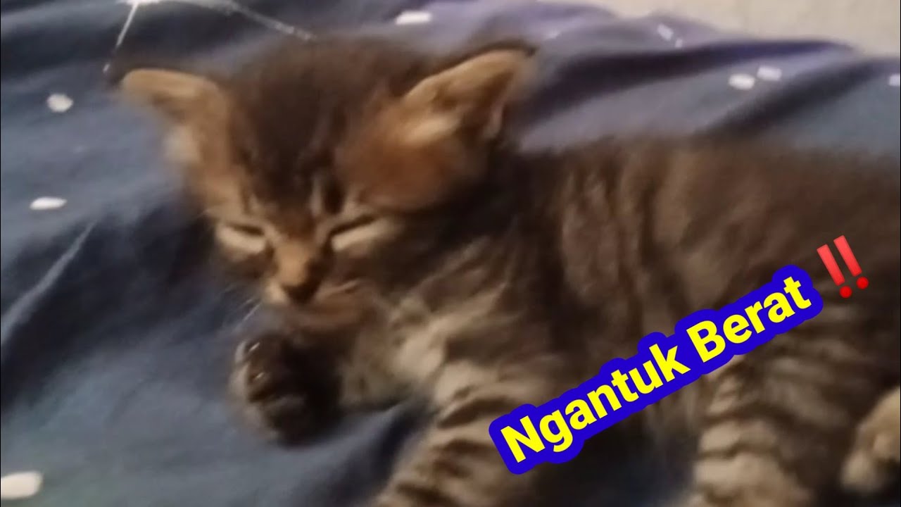 Lucunya !!! Anak kucing ngantuk banget cute kitten - YouTube