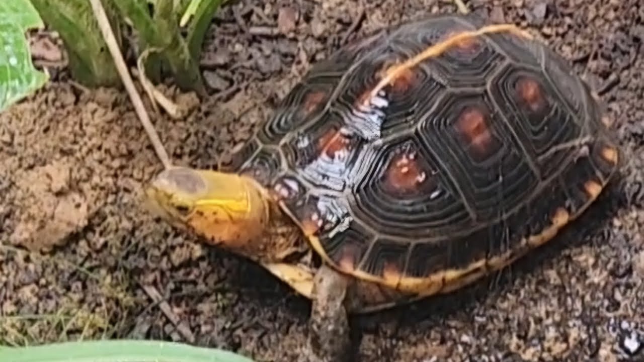 Turtles during the rain. - YouTube