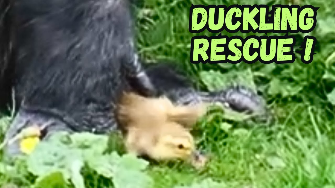 Heroic Chimp Saves Baby Ducks in Heartwarming Rescue - YouTube