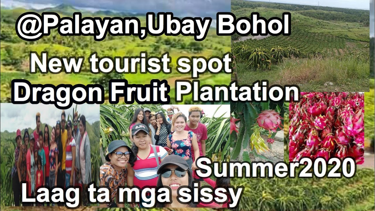 Dragon Fruit Plantation Palayan Uba yBohol Philippines[BY MARIVET ...