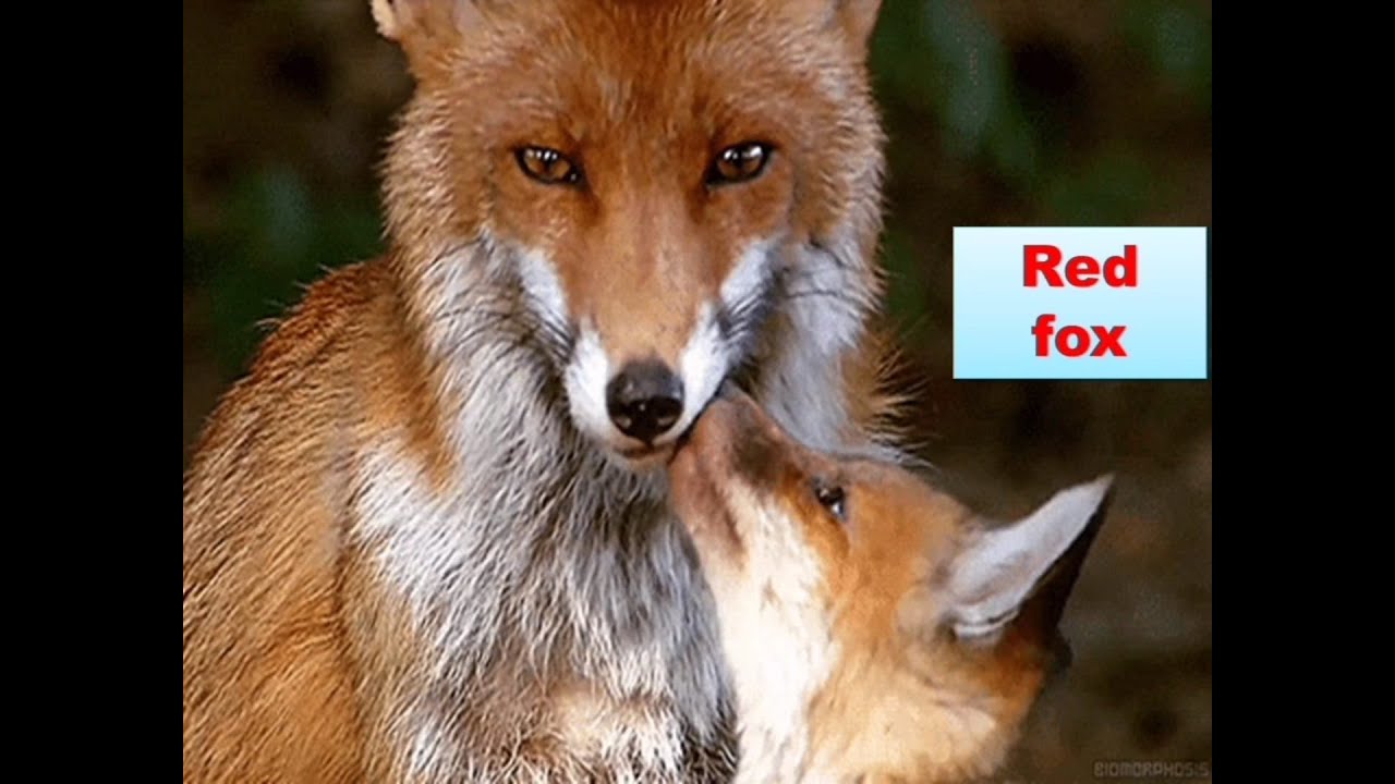 Fox / Fox life / Life of fox / Red fox / Amzaing facts about fox ...