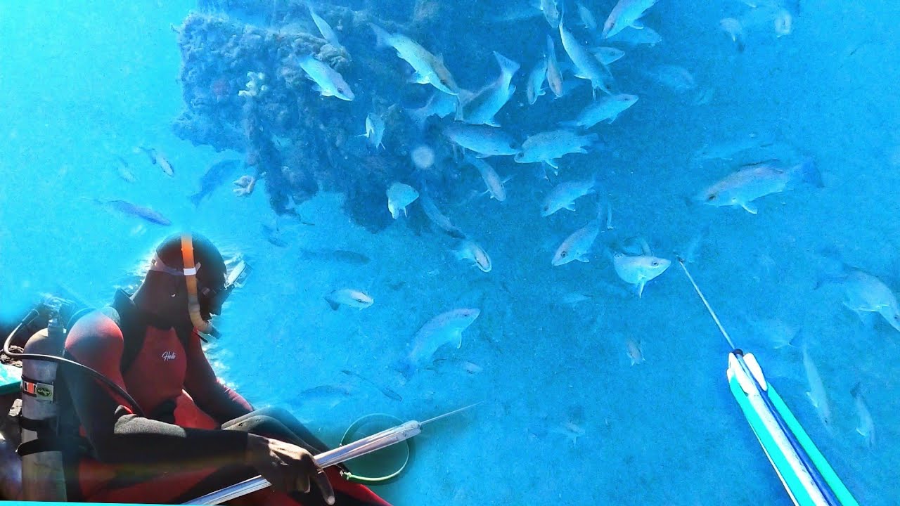 hunting mangrove snapper solo scuba diving - YouTube