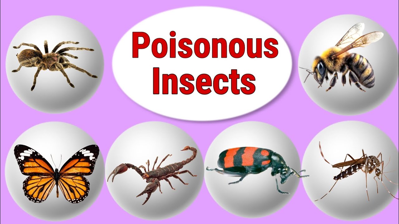 Insects for Kids | Poisonous insects name in English | Kids learning ...