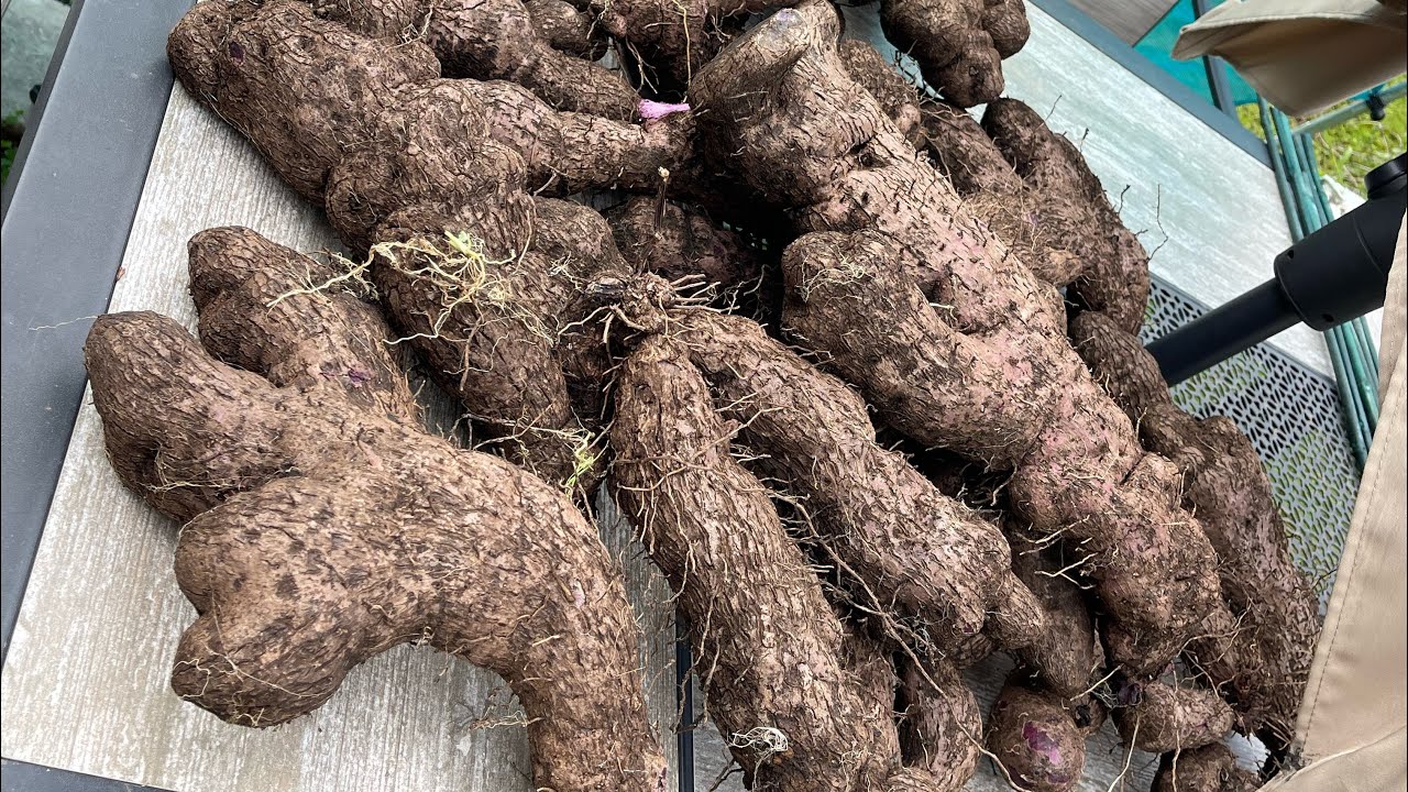 UBE YAM HARVESTING 2024 In Hawaii - YouTube