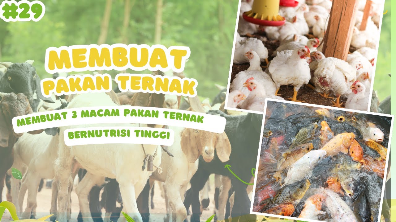 Membuat 3 Macam pakan Ternak Bernutrisi Tinggi - YouTube